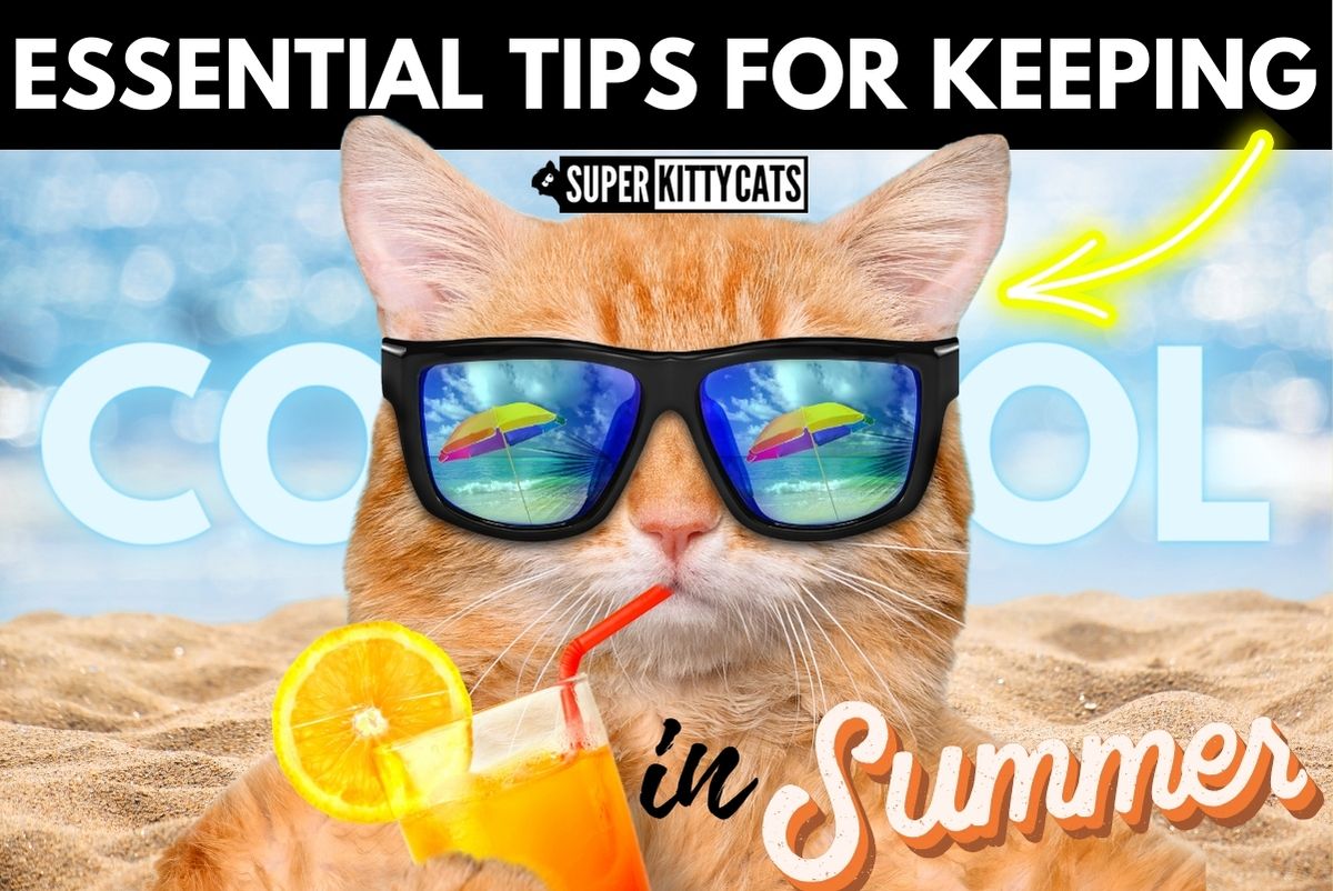 Essential Tips for Keeping Cats Cool in Summer - Super Kitty Cats