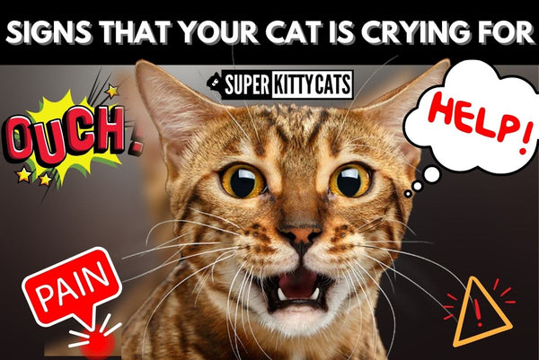Signs That Your Cat Is Crying for Help - Super Kitty Cats