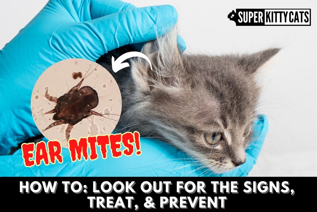Ear Mites: Signs, Treatment, & Preventive Measures - Super Kitty Cats