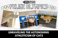 The Feline Olympics: Unraveling the Astonishing Athleticism of Cats ...
