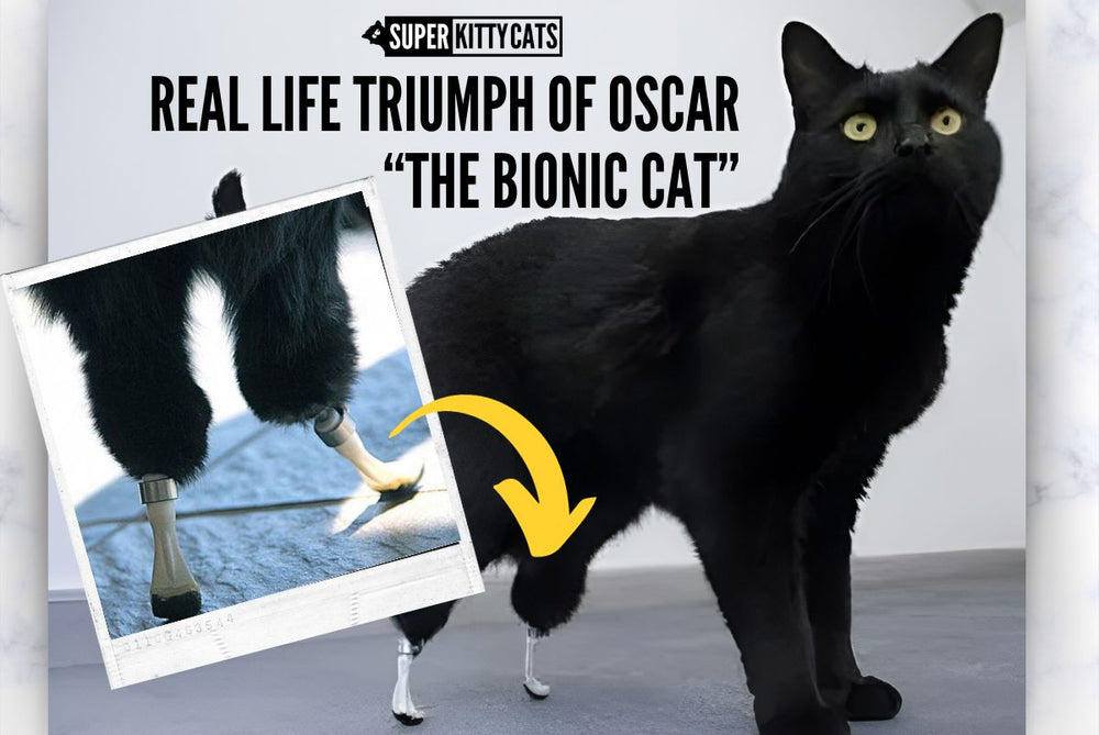 Pawsitively Inspirational: The Real-Life Triumph of Oscar the Bionic C ...