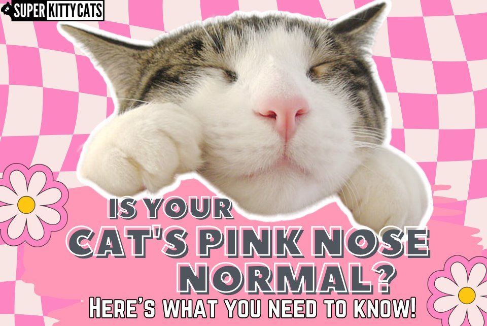 Is Your Cat's Pink Nose Normal? Here's What You Need to Know! - Super ...