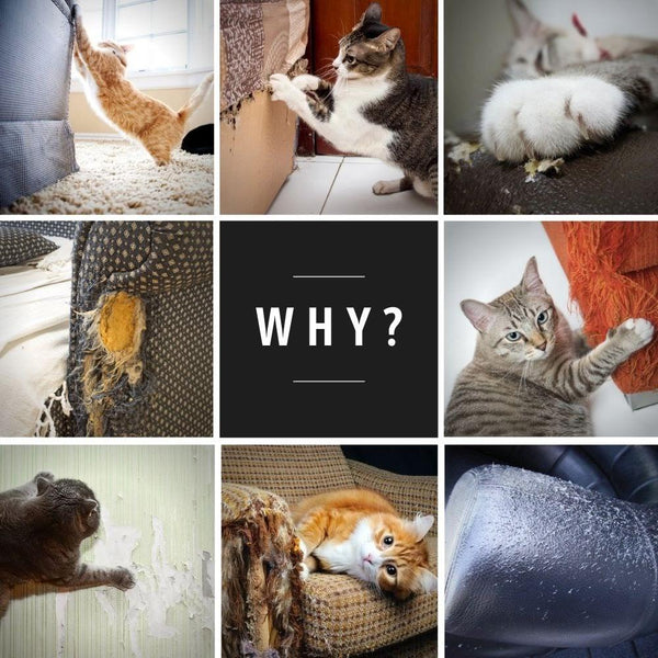 Tips to handle your cat’s destructive scratchings - Super Kitty Cats