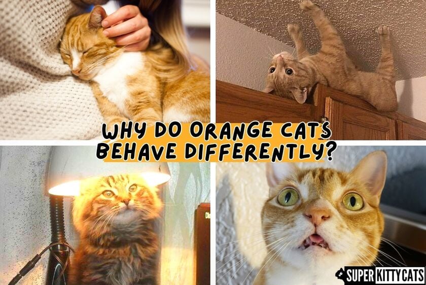 Why Do Orange Cats Behave Differently? - Super Kitty Cats